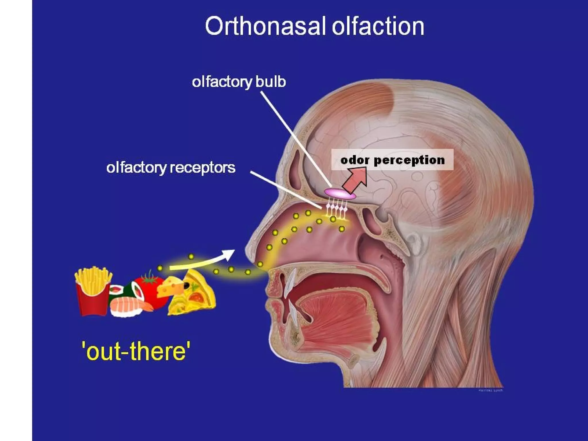 The sense of smell ppt | PPT