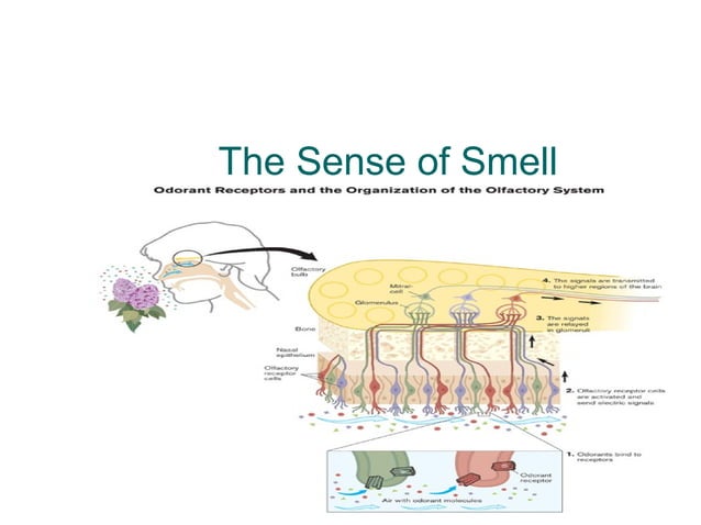 The sense of smell ppt | PPT | Ear, Nose and Throat Conditions ...