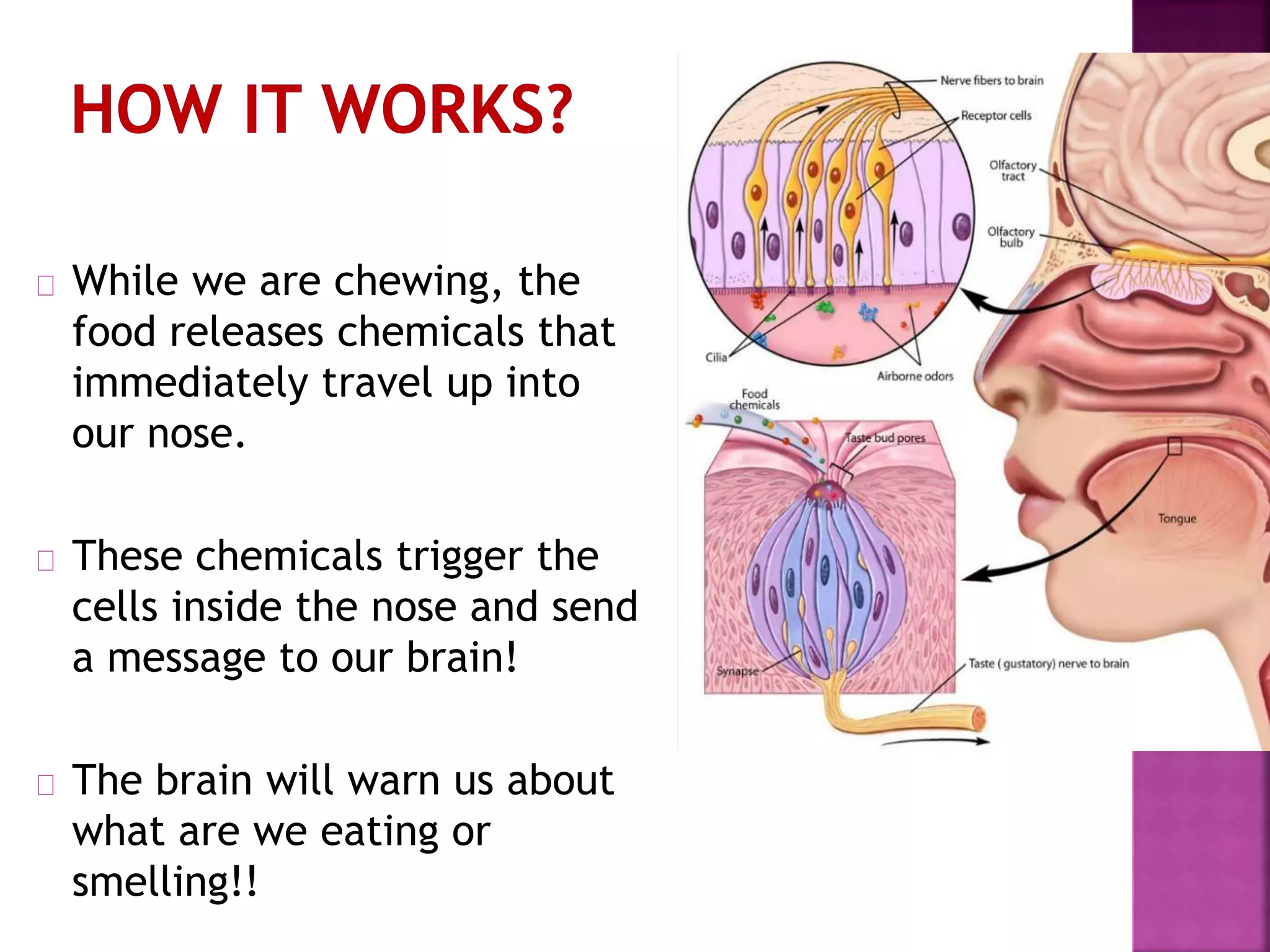1st Grade - the sense of taste | PPTX