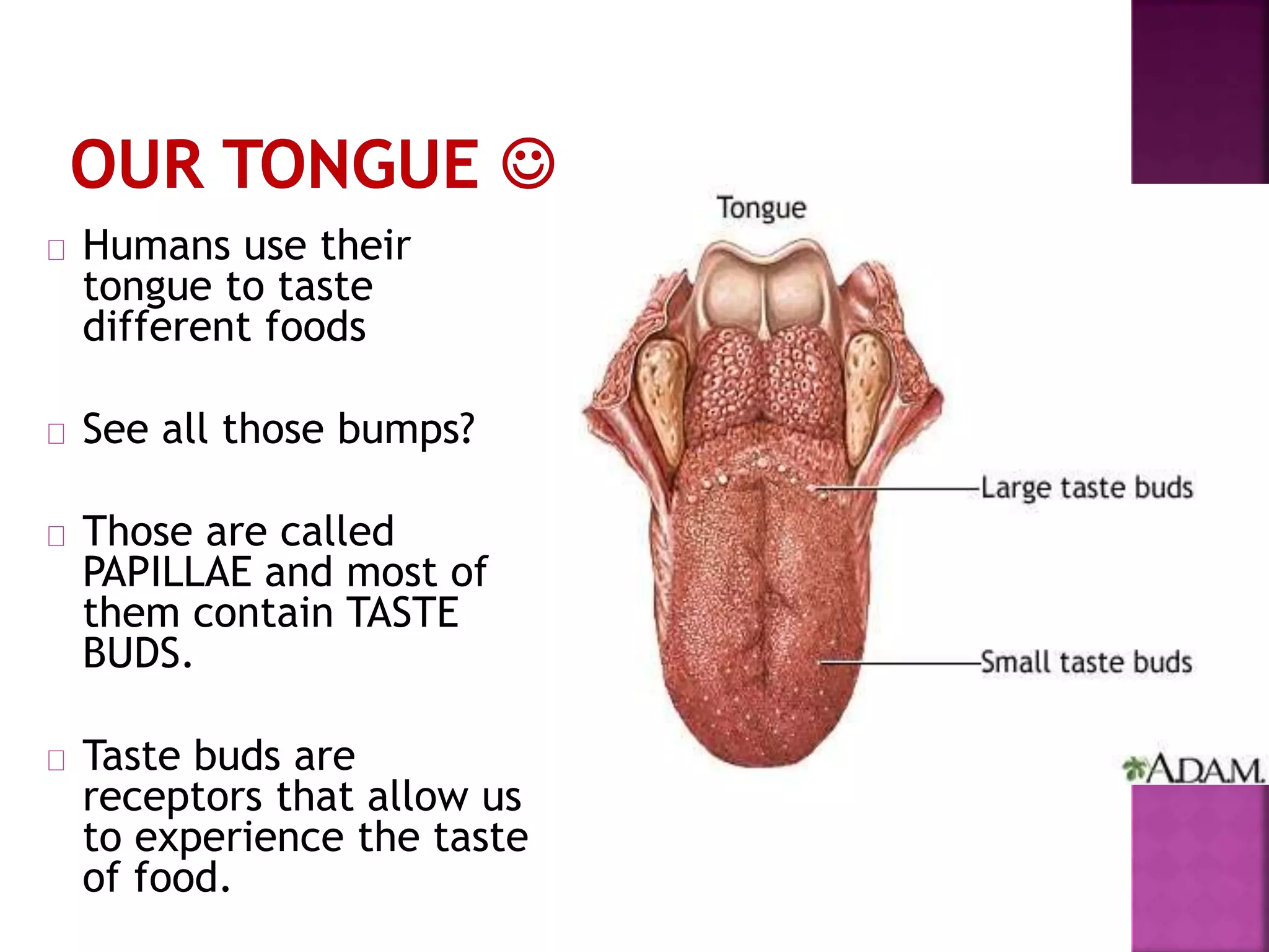 1st Grade - the sense of taste | PPTX