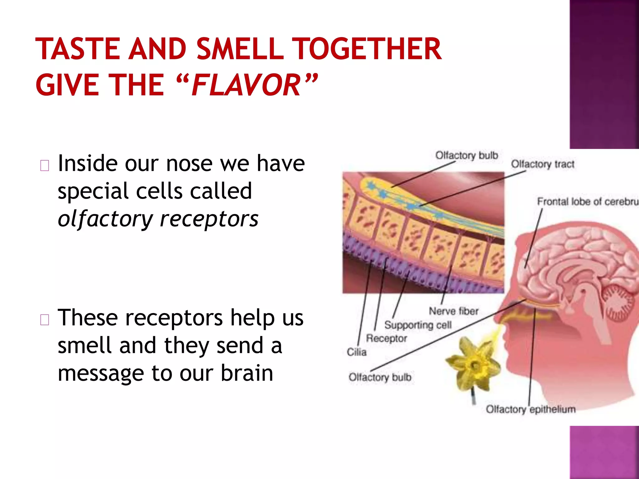 1st Grade - the sense of taste | PPTX