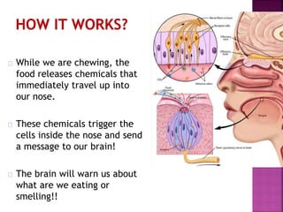 1st Grade - the sense of taste | PPTX