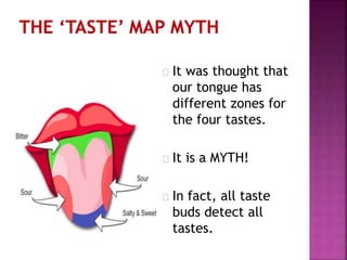 1st Grade - the sense of taste | PPTX