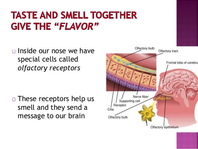 1st Grade - the sense of taste