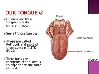 The sense of taste ana girnita | PPT
