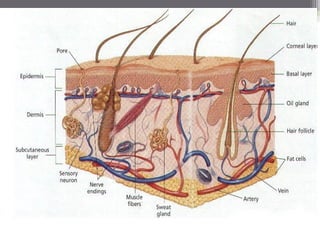 Sense Of Touch Diagram