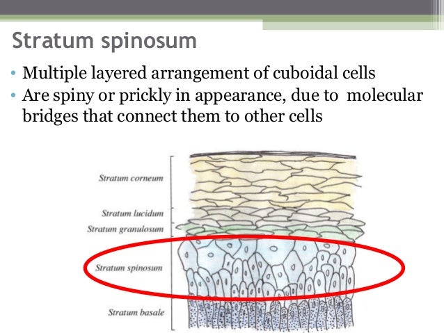 The sense of touch, pain & temperature
