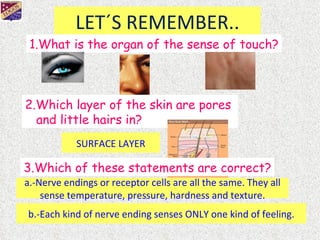 The Sense Of Touch | PPT