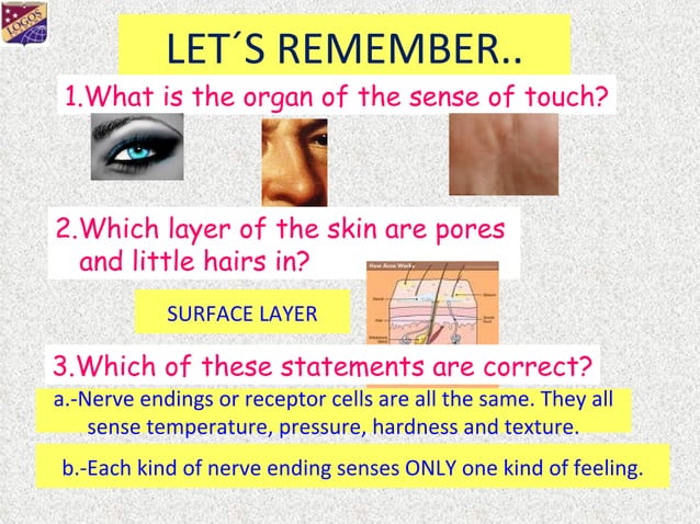 The Sense Of Touch | PPT | Brain and Nervous System Disorders ...