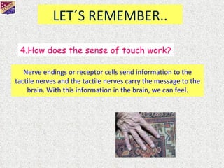 The Sense Of Touch | PPT