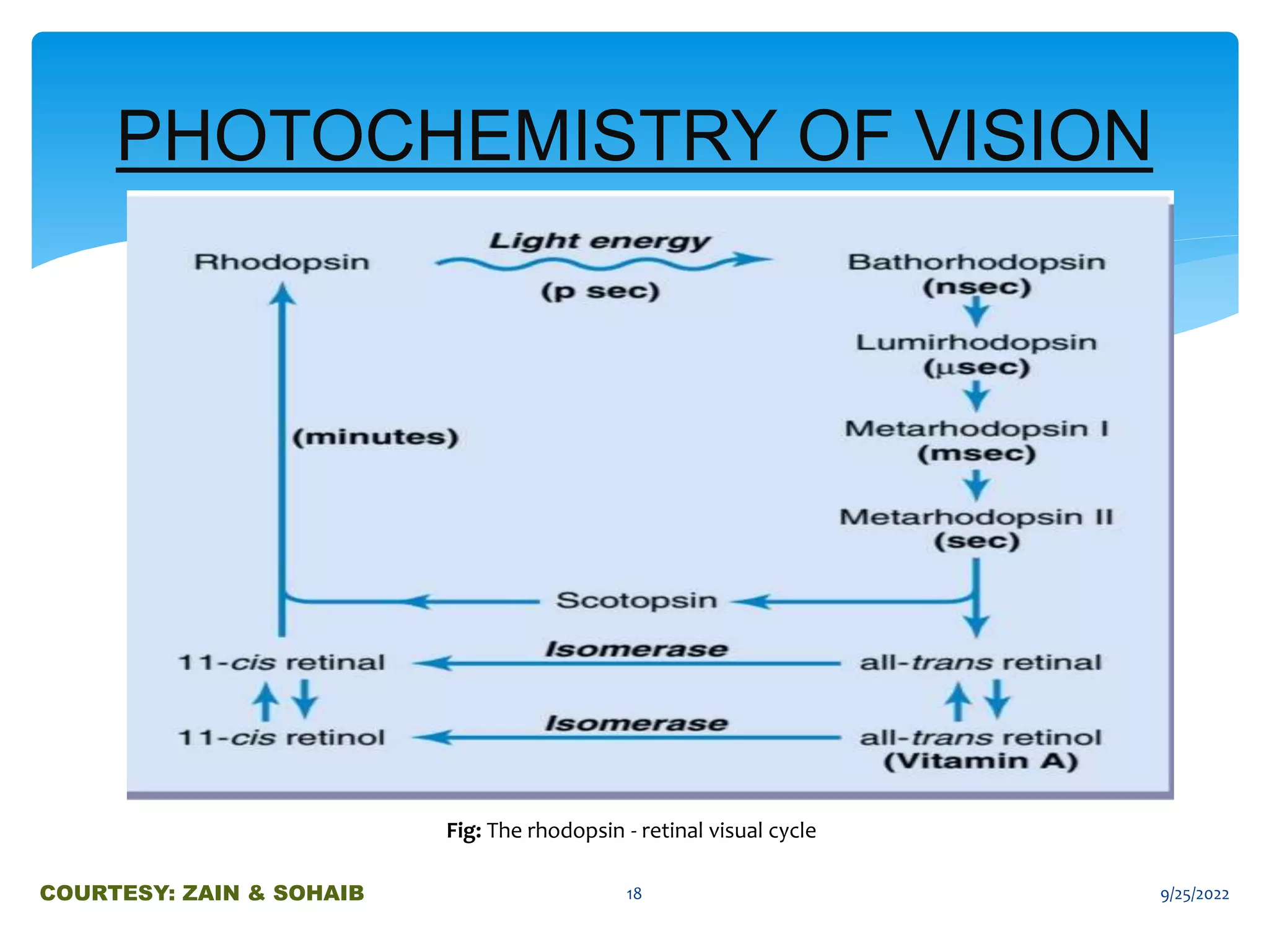 The sense of vision-1.pptx