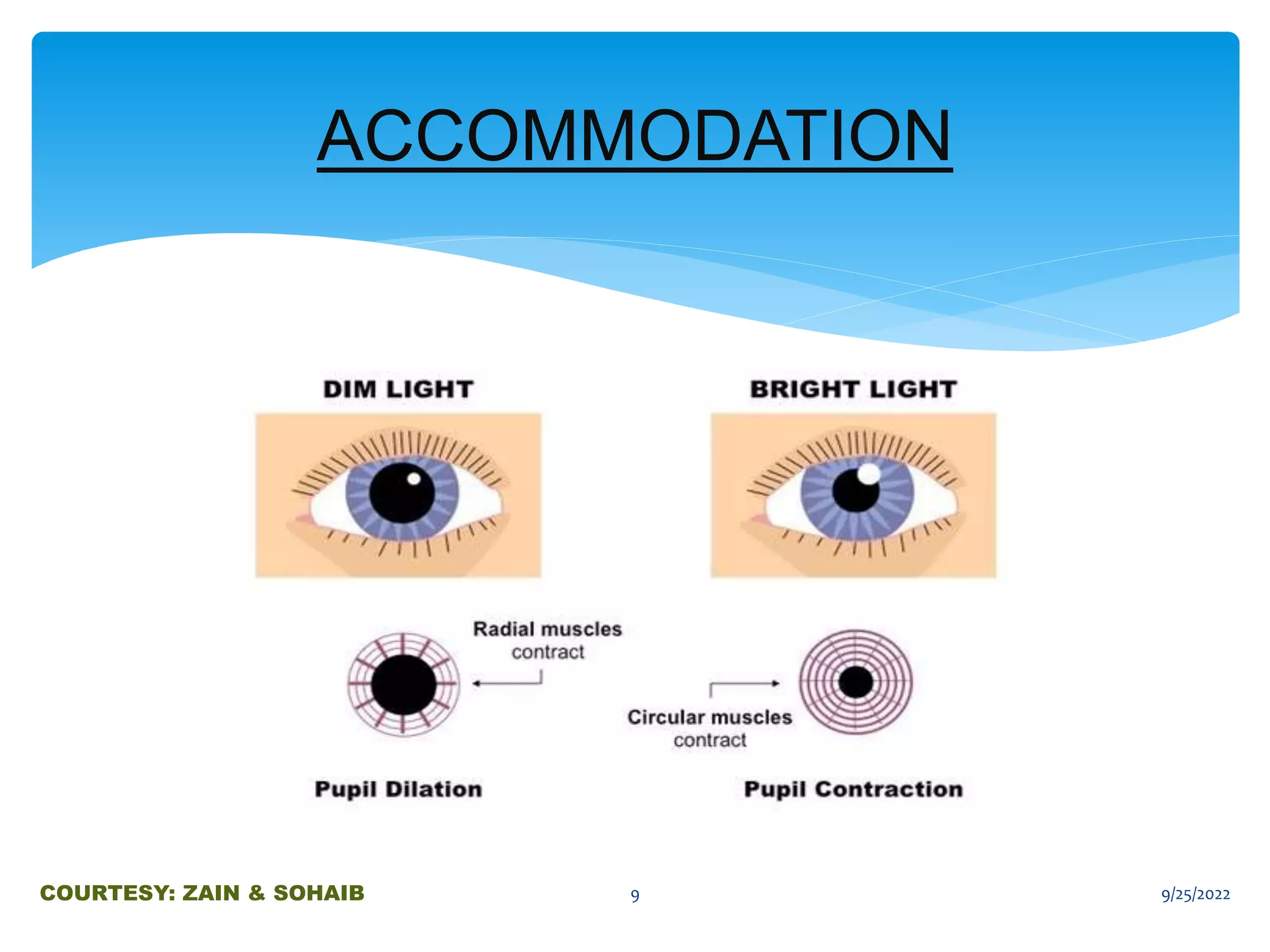 The sense of vision-1.pptx