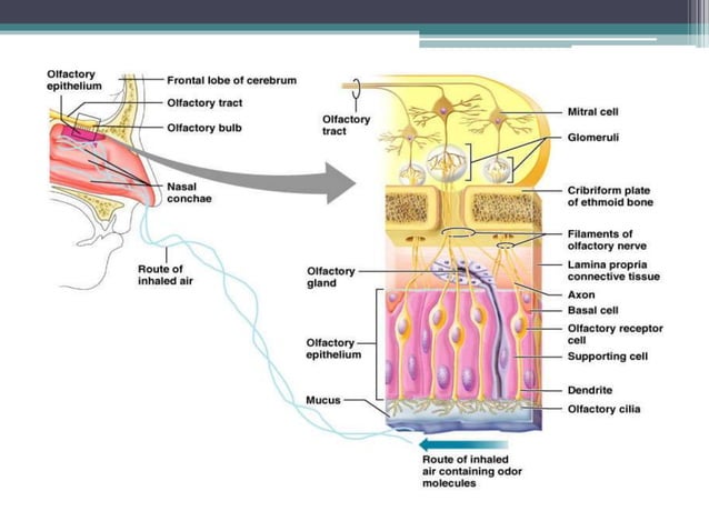 The sense organs | PPTX | Eye and Vision Conditions | Diseases and ...