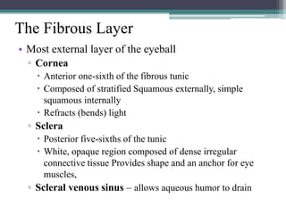 The sense organs | PPTX