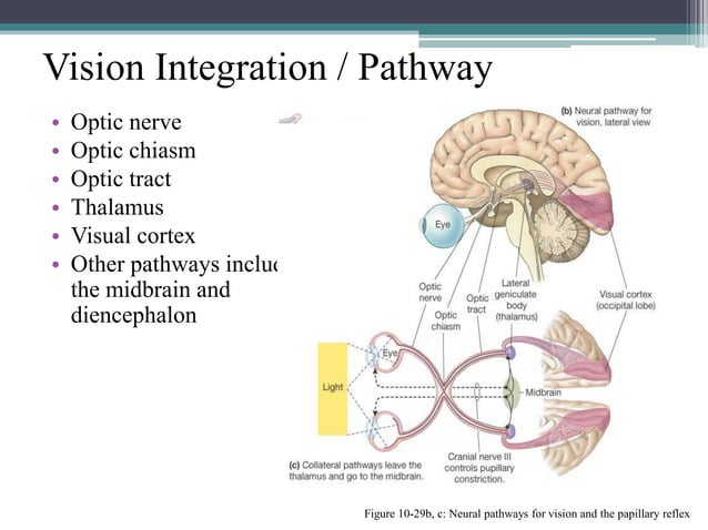 The sense organs | PPTX | Eye and Vision Conditions | Diseases and ...