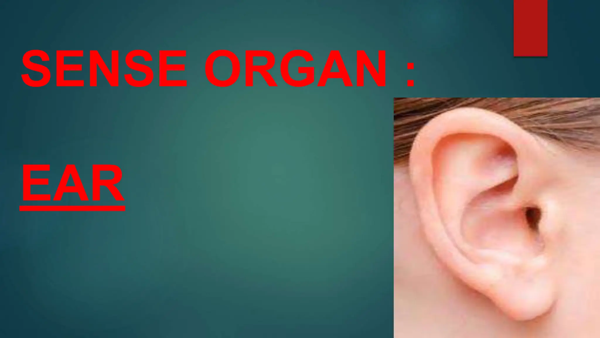 THE SENSE ORGANS - EAR & EYE/ INNER EAR/EYE BALL/ COCHLEA | PPT