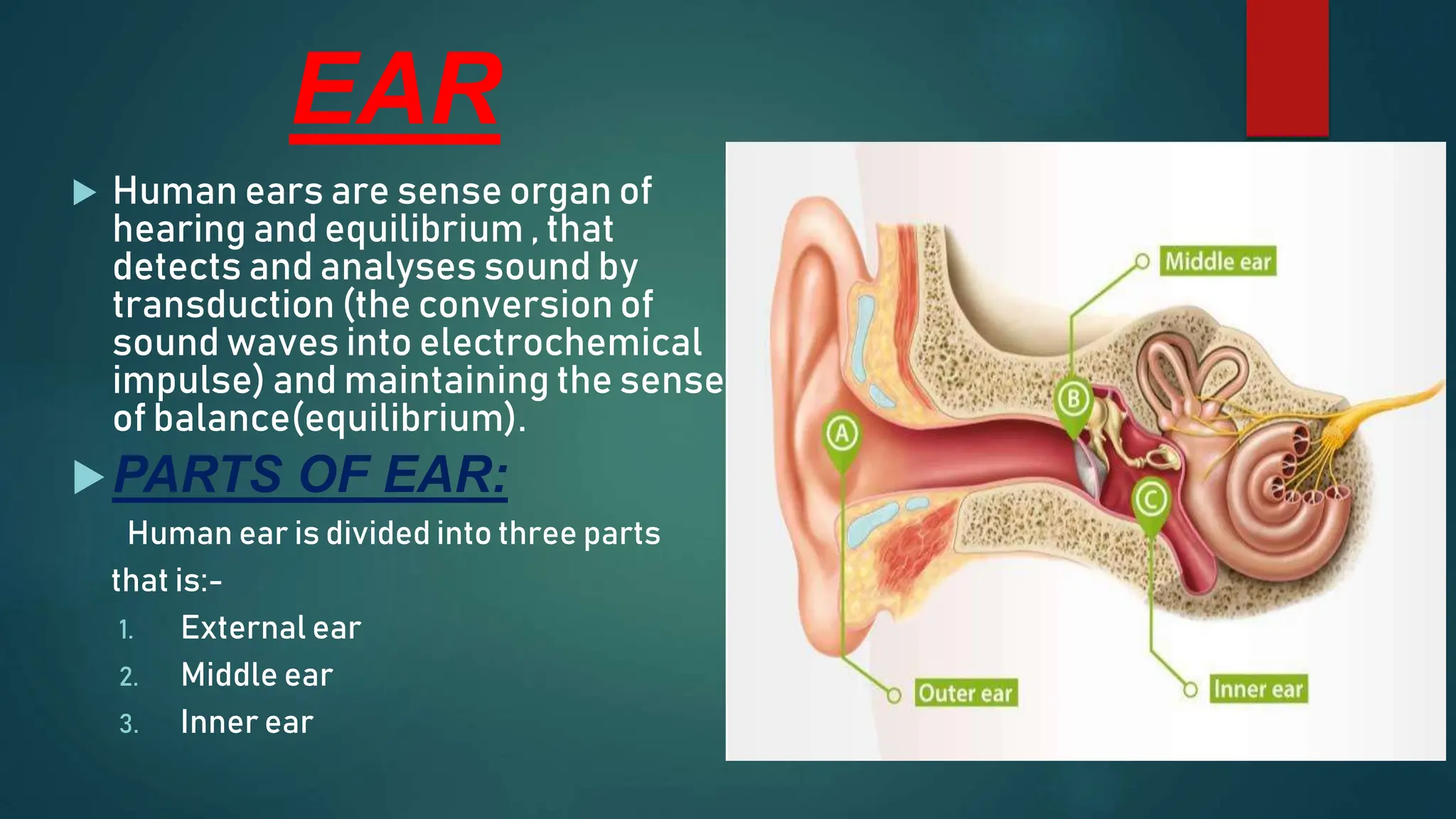 THE SENSE ORGANS - EAR & EYE/ INNER EAR/EYE BALL/ COCHLEA | PPT