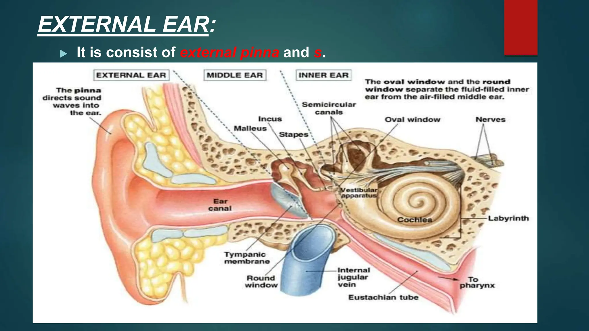 THE SENSE ORGANS - EAR & EYE/ INNER EAR/EYE BALL/ COCHLEA | PPT