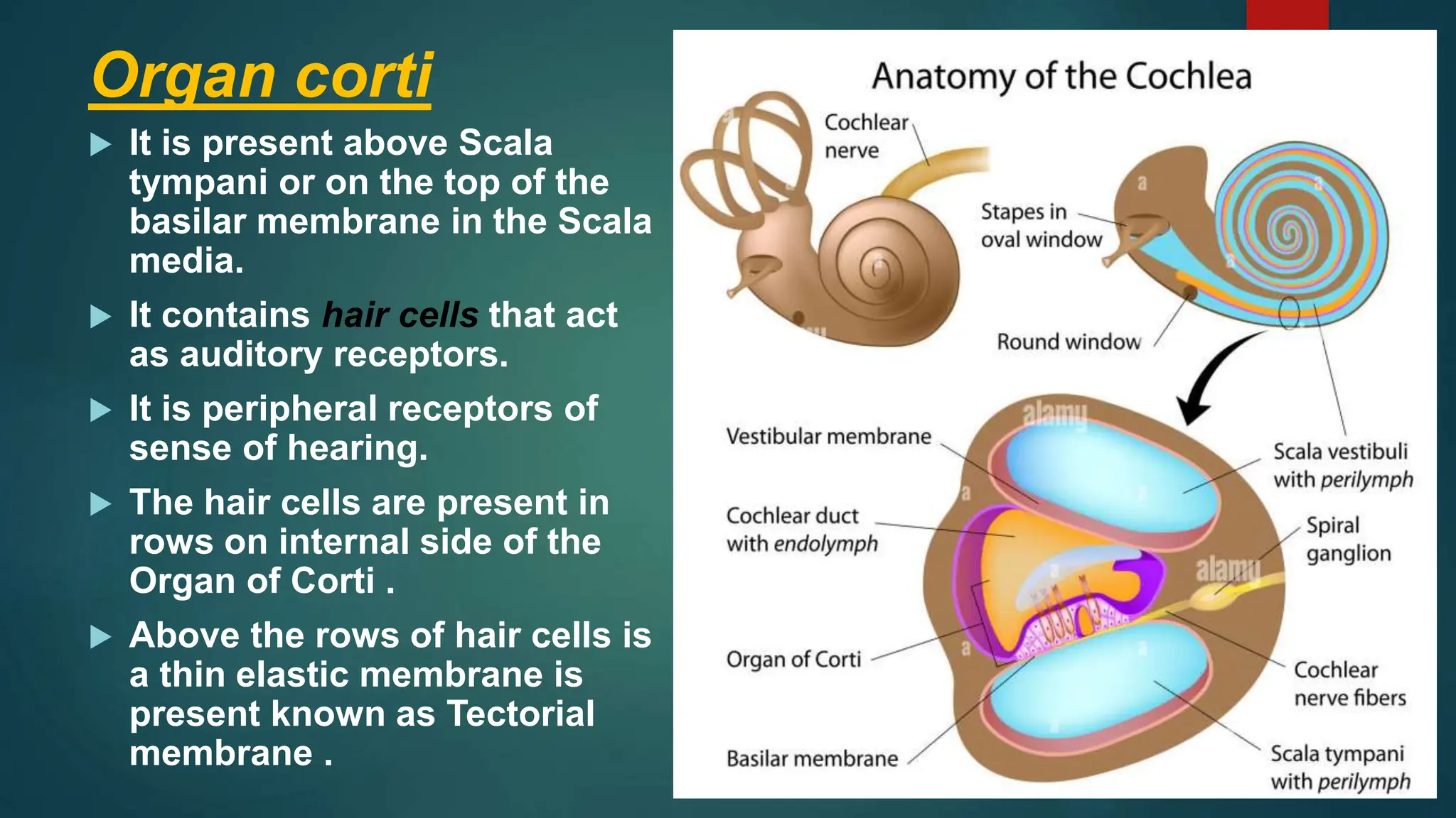 THE SENSE ORGANS - EAR & EYE/ INNER EAR/EYE BALL/ COCHLEA | PPT