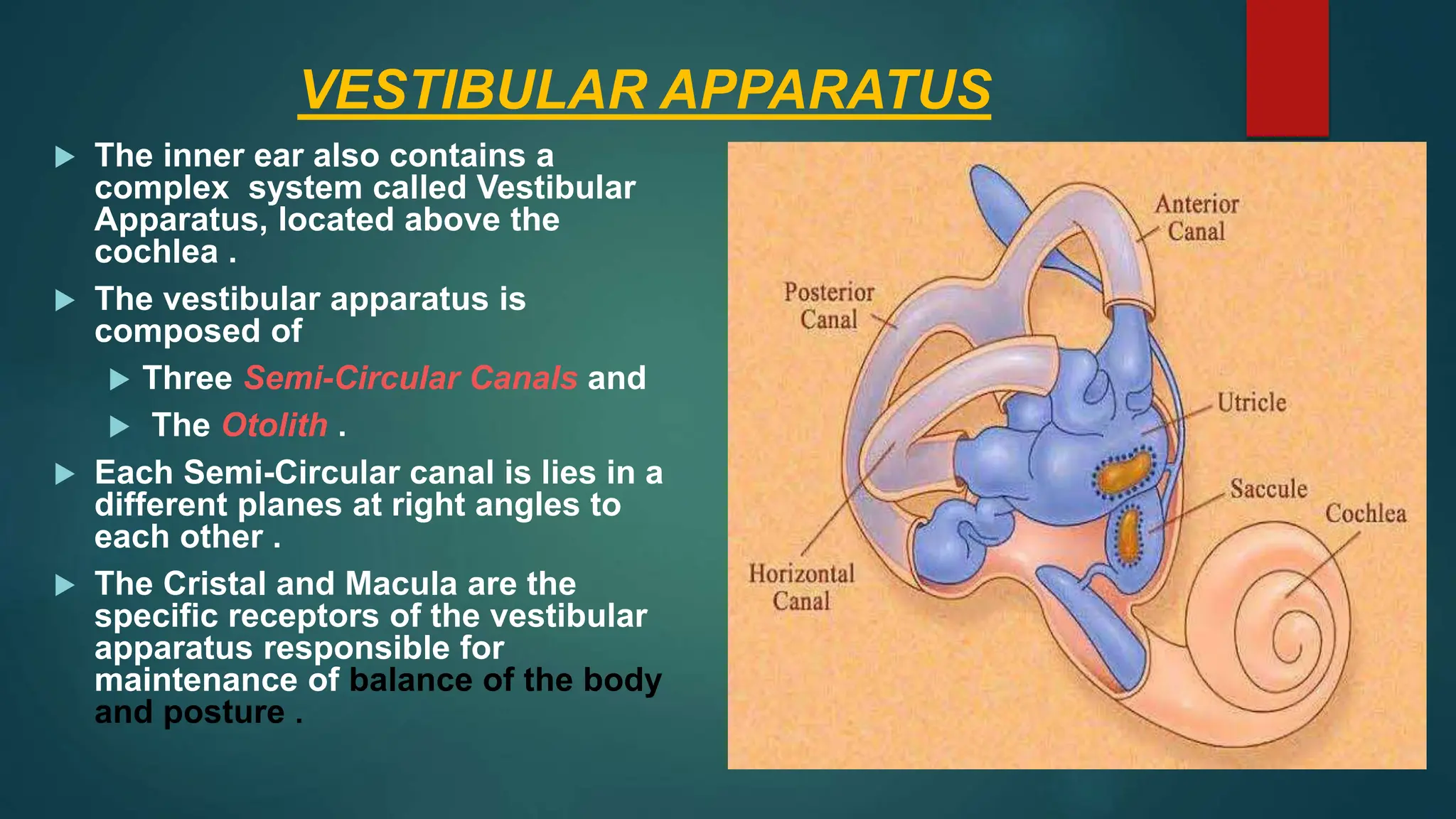 THE SENSE ORGANS - EAR & EYE/ INNER EAR/EYE BALL/ COCHLEA | PPT