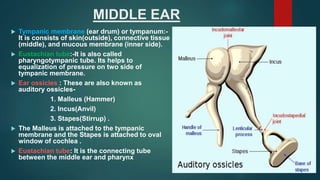 THE SENSE ORGANS - EAR & EYE/ INNER EAR/EYE BALL/ COCHLEA | PPT