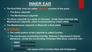 THE SENSE ORGANS - EAR & EYE/ INNER EAR/EYE BALL/ COCHLEA | PPT