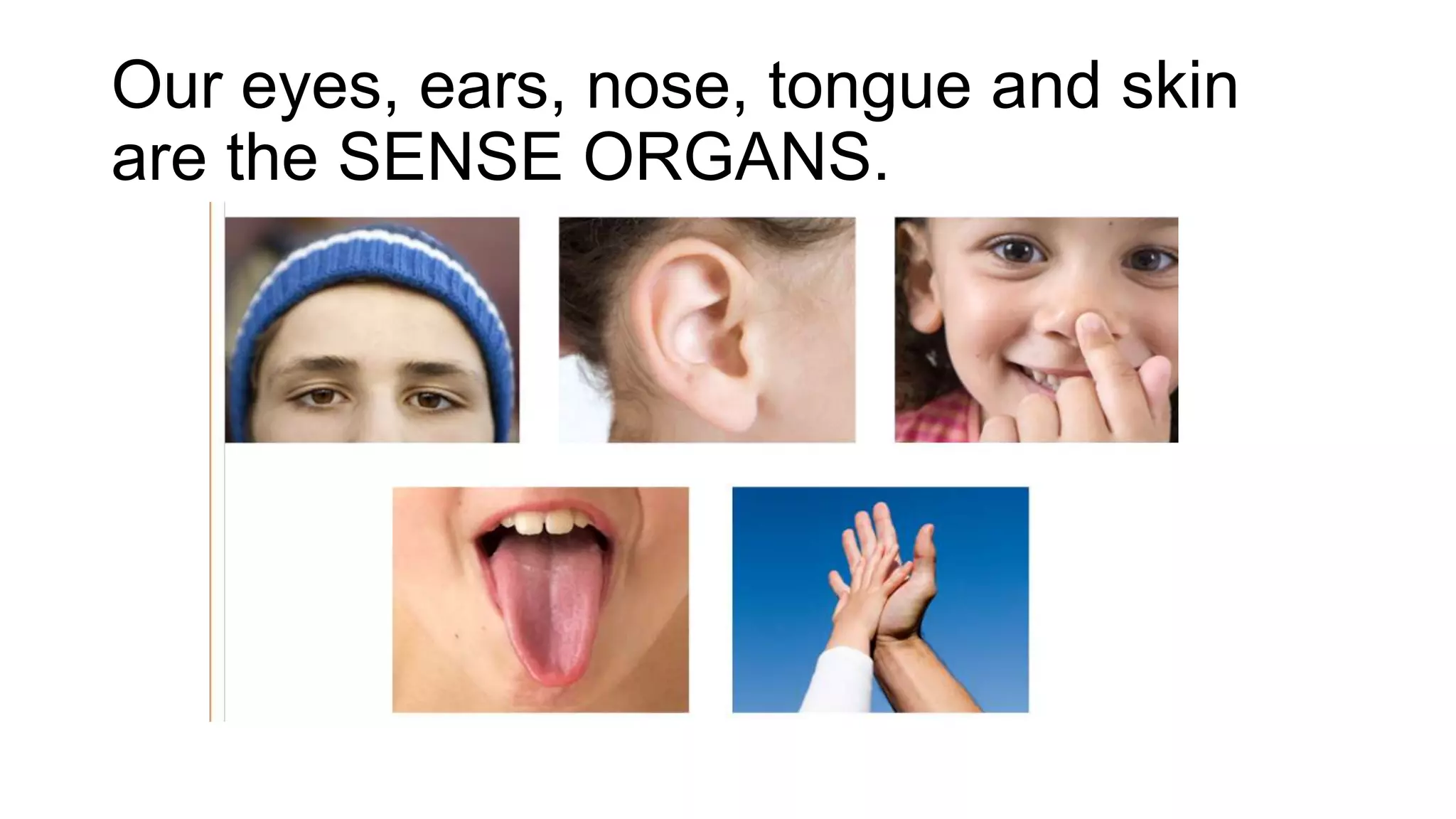 The senses | PPTX
