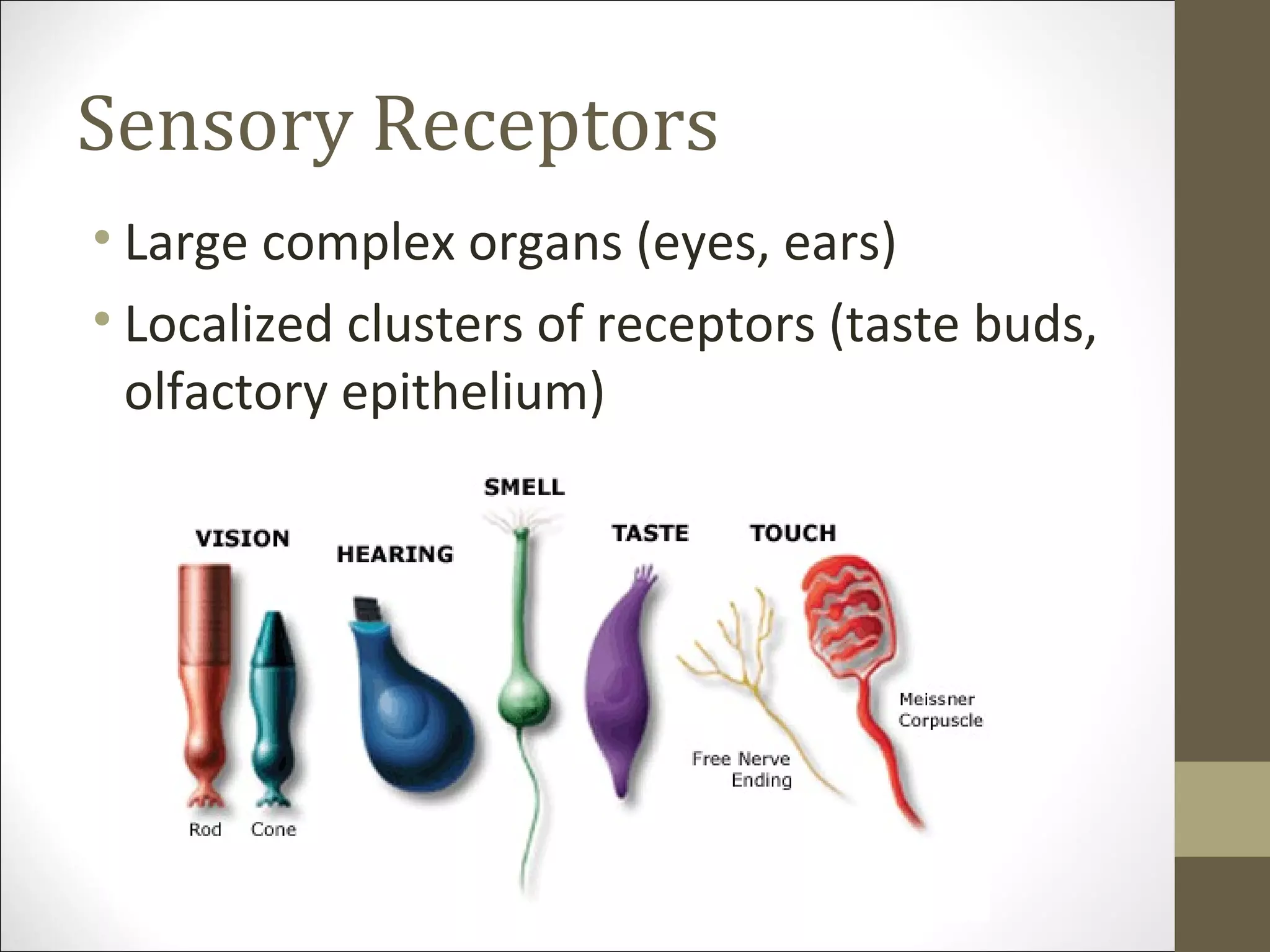 Anatomy & Physiology Lecture Notes - The senses | PPT
