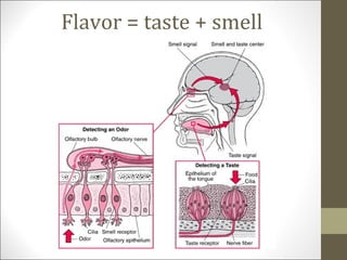 Anatomy & Physiology Lecture Notes - The senses | PPT