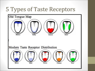 Anatomy & Physiology Lecture Notes - The senses | PPT