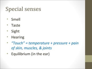 Anatomy & Physiology Lecture Notes - The senses | PPT