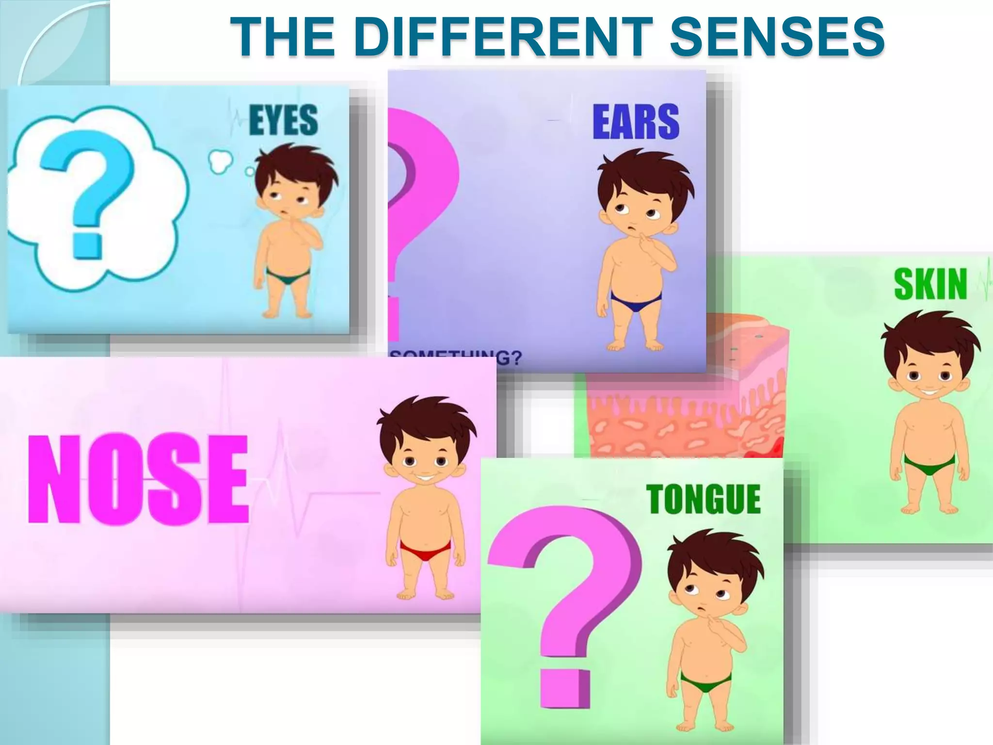 THE FIVE SENSES | PPT