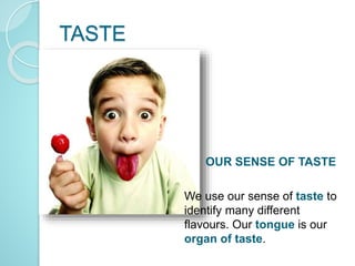 THE FIVE SENSES | PPT