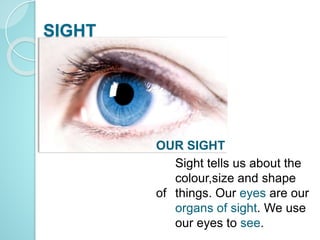 THE FIVE SENSES | PPT