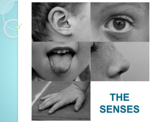 THE FIVE SENSES | PPT