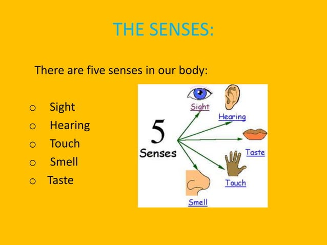 The senses by Alicia Llamas | PPTX