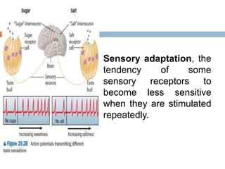 The senses | PPTX