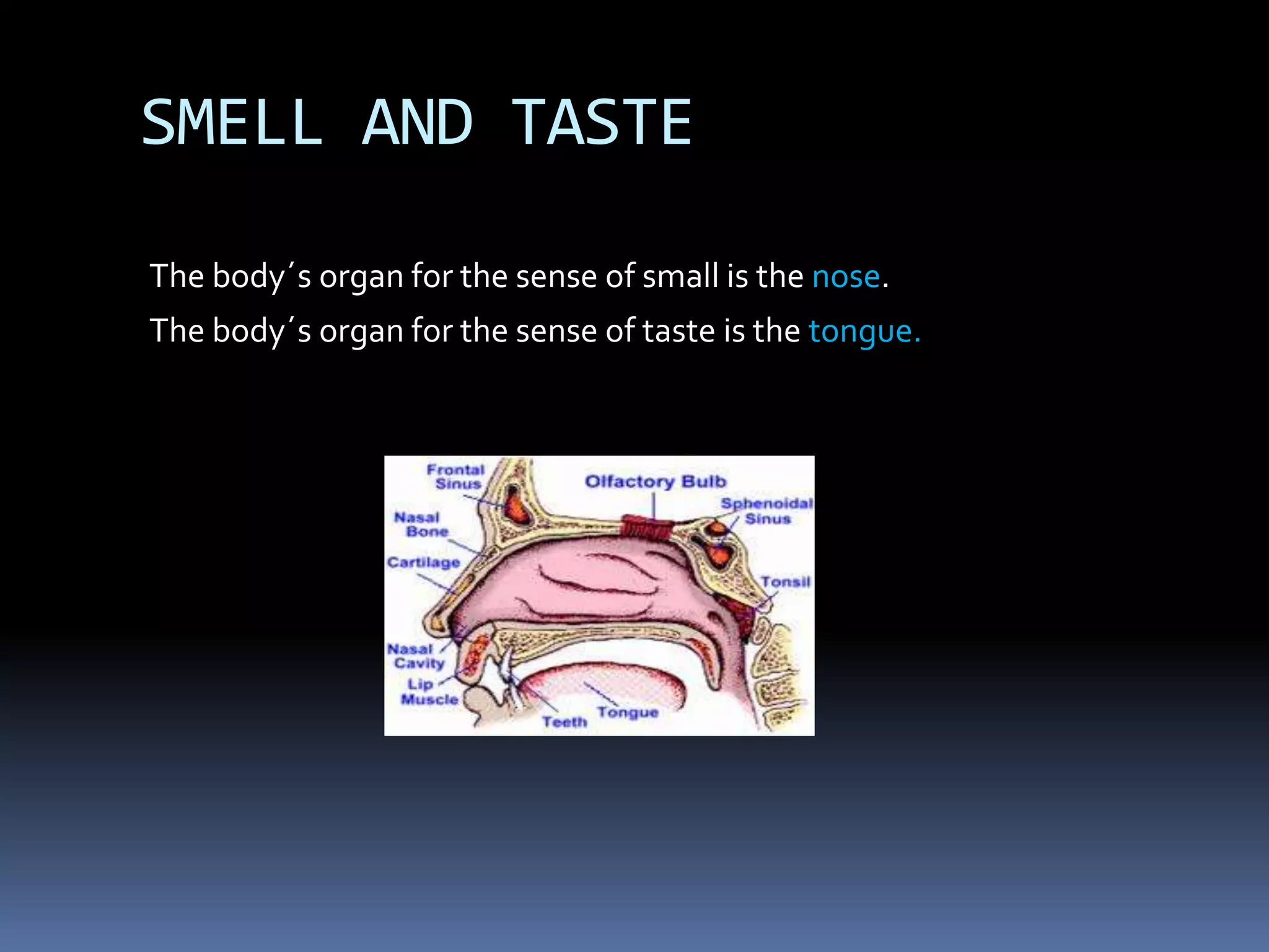 THE SENSES | PPT