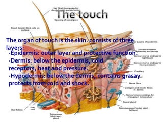 The senses (2) | PPT