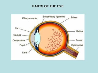 The sensorial organs | PPT