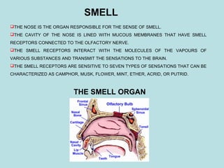 The sensorial organs | PPT
