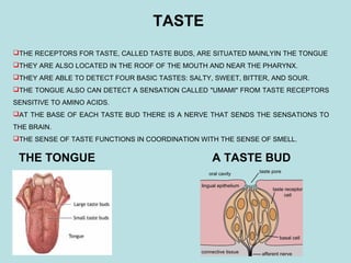 The sensorial organs | PPT