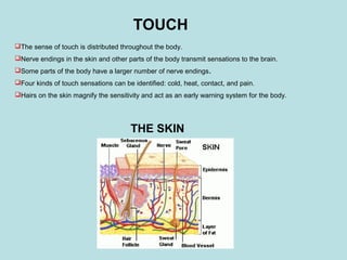 The sensorial organs | PPT