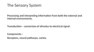 A Comprehensive Guide to the Sensory System and Its Examination | PPTX