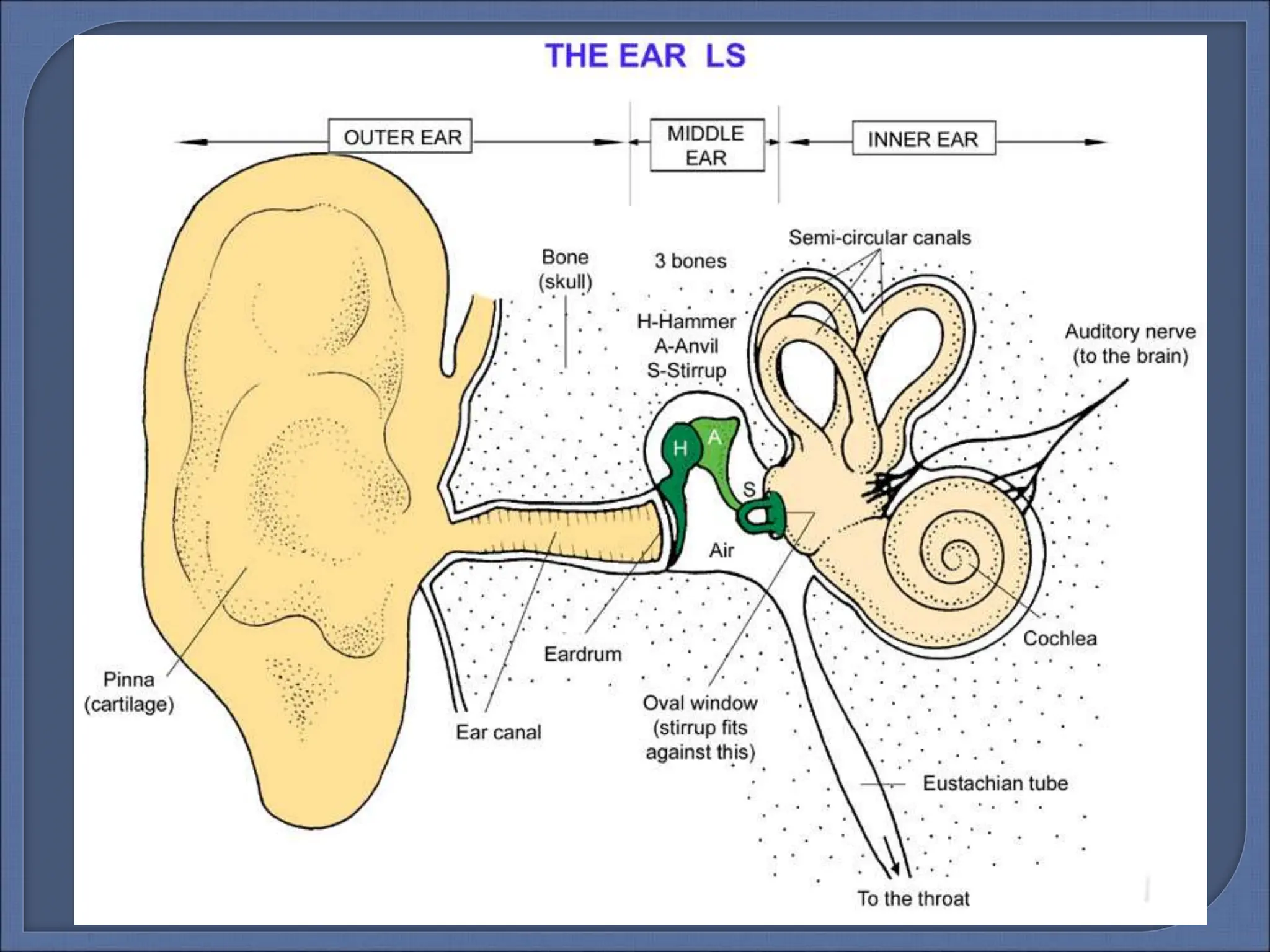 The Sensory Organs, Anatomy and Function | PPT