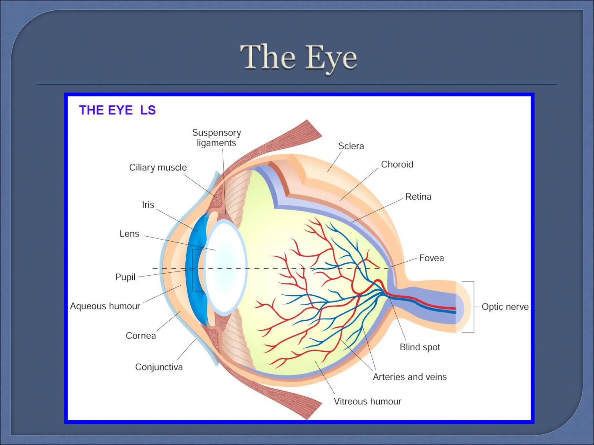 The Sensory Organs, Anatomy and Function | PPT