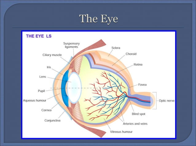 The Sensory Organs, Anatomy and Function | PPT | Eye and Vision ...