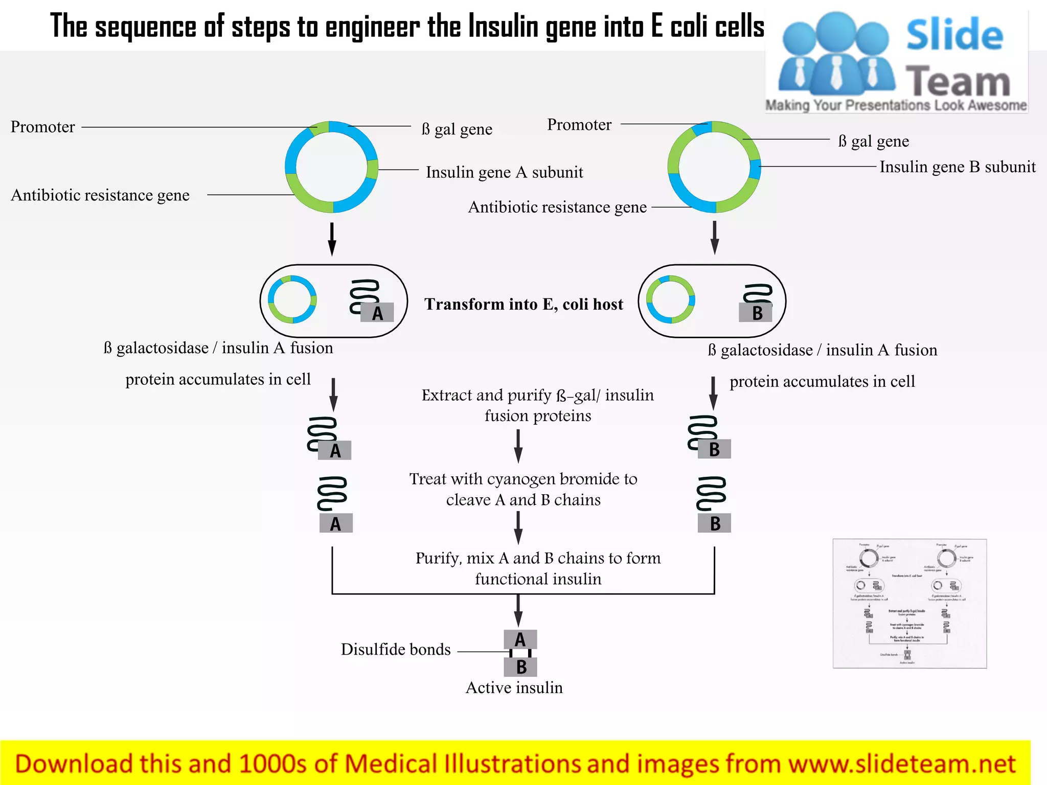 The sequence of steps to engineer the insulin gene into e coli cells ...