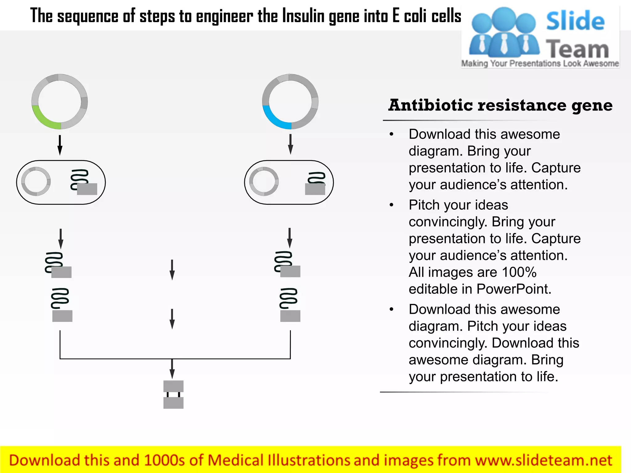The sequence of steps to engineer the insulin gene into e coli cells ...