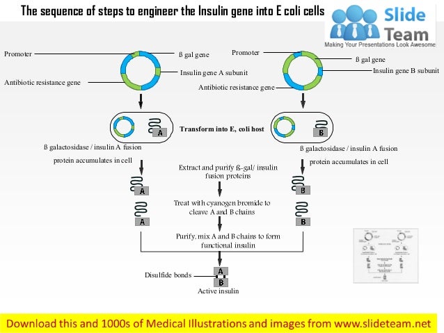 The Sequence Of Steps To Engineer The Insulin Gene Into E Coli Cells